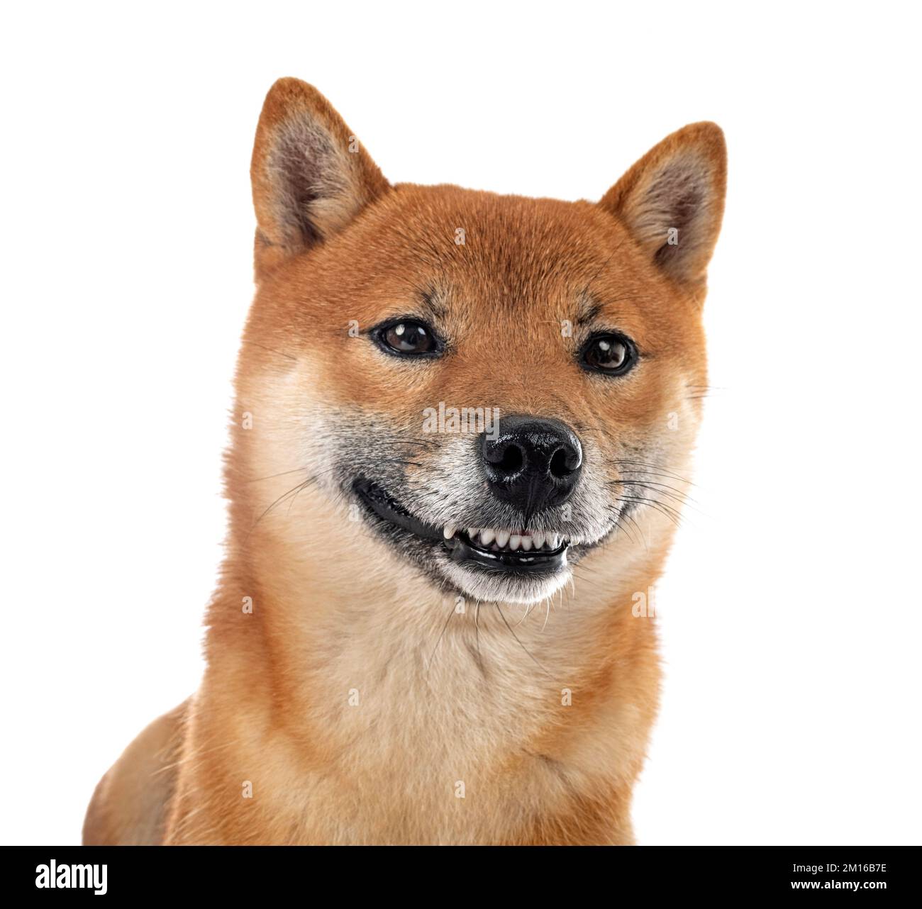 Shiba inu smile hi-res stock photography and images - Alamy