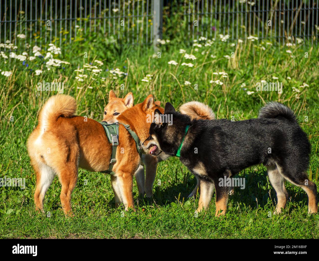 Shiba Inu plays on the dog playground in the park. Cute dog of shiba ...