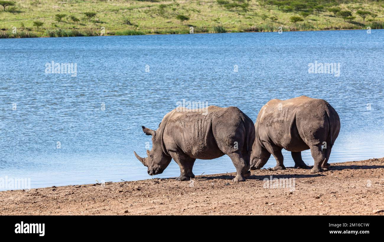 Rhinos two animals drinking at waterhole late summer afternoon in ...