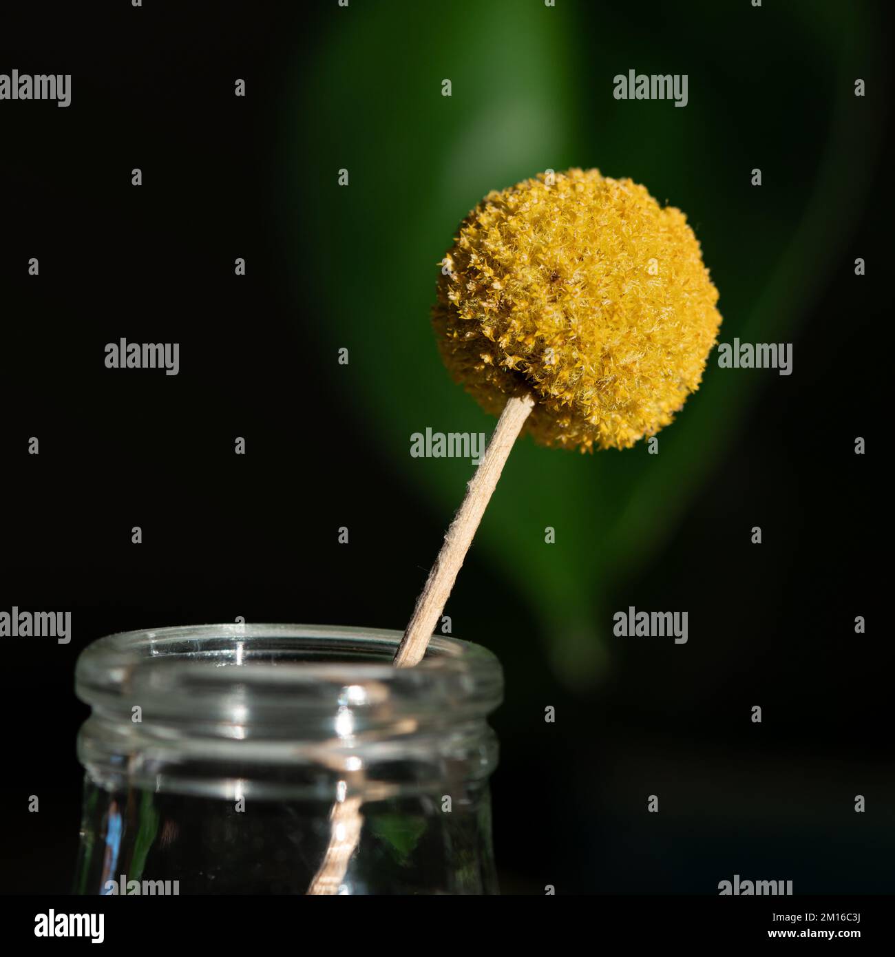 Billy buttons hi-res stock photography and images - Alamy
