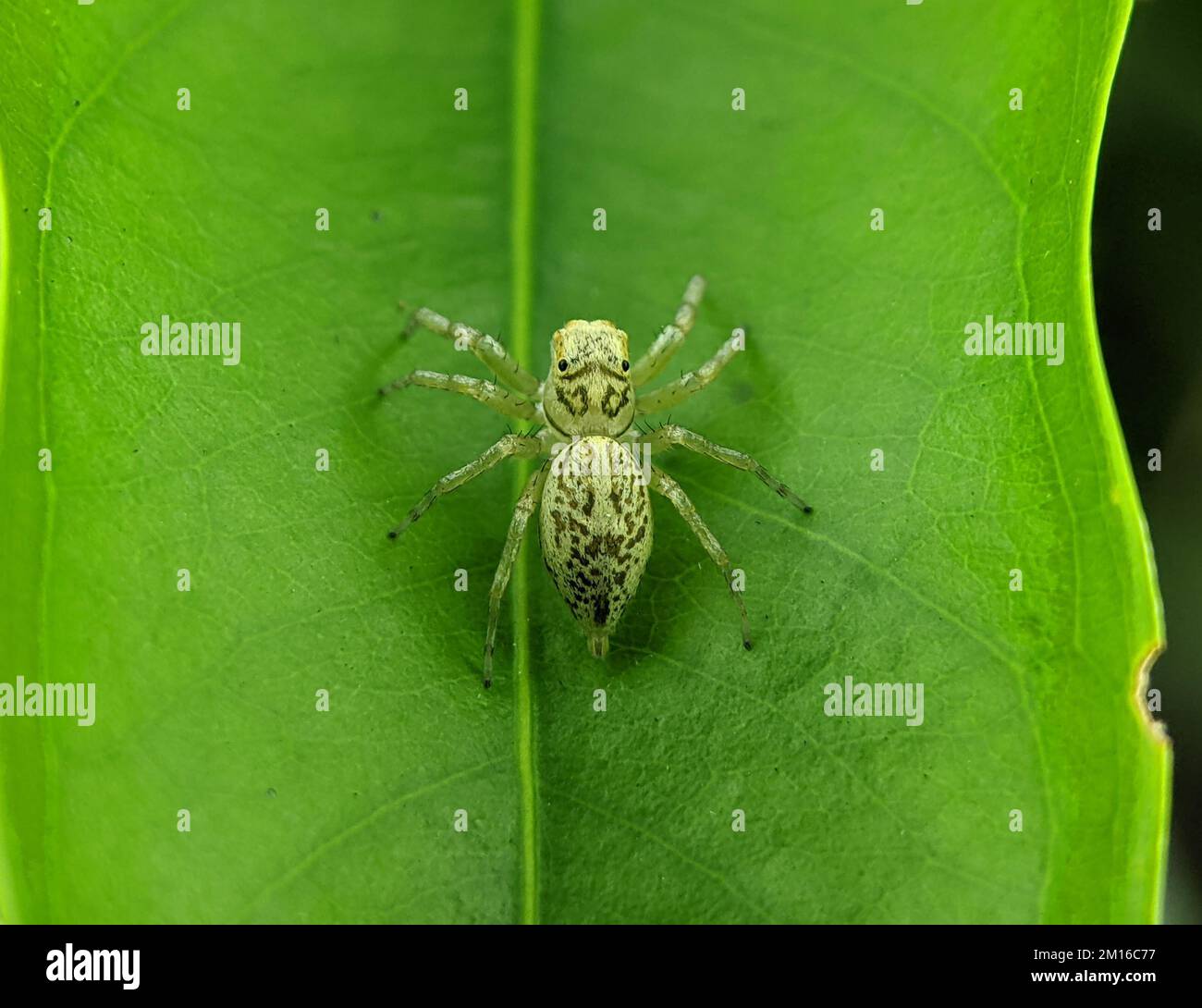 A macro of a Jumping Spider, Phintella versicolor on a green leaf Stock ...
