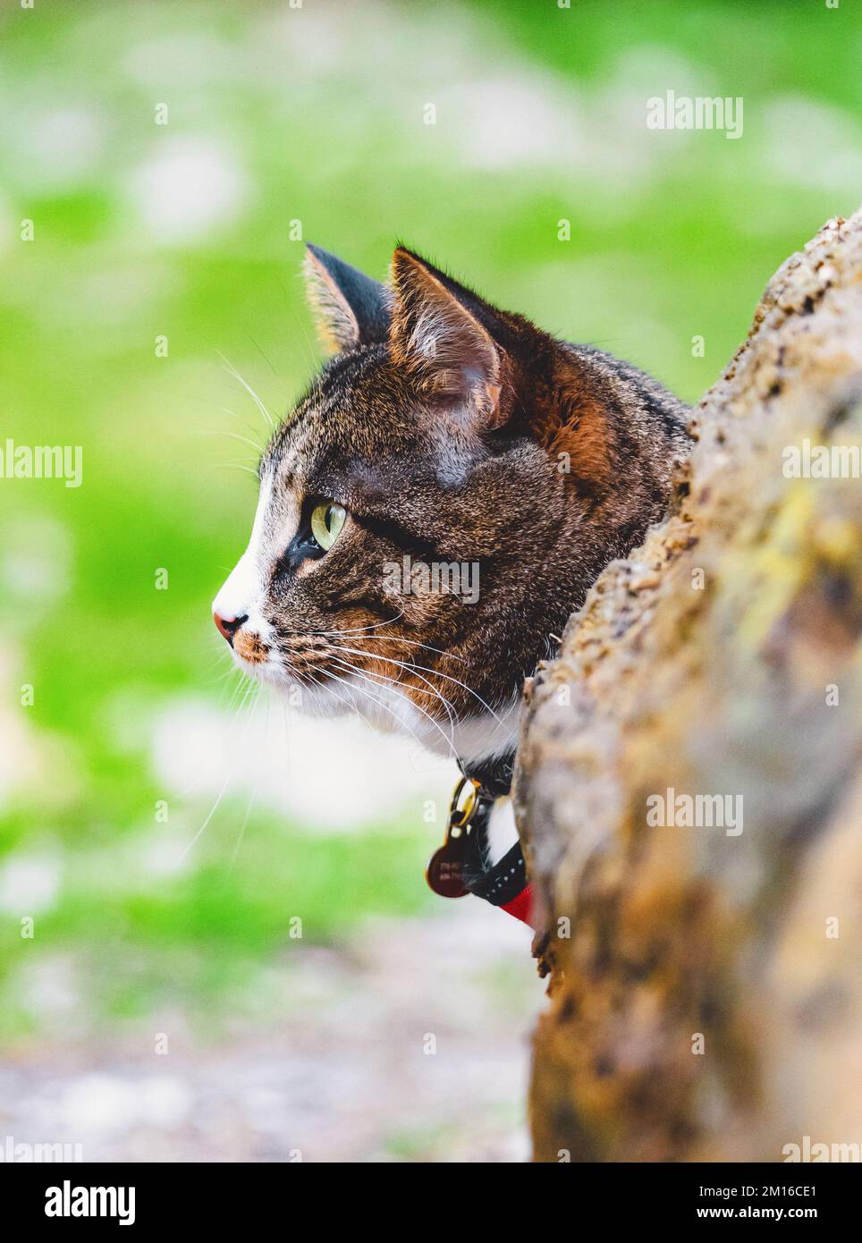 A vertical shot of a domestic cat looking to the side in a park on a ...