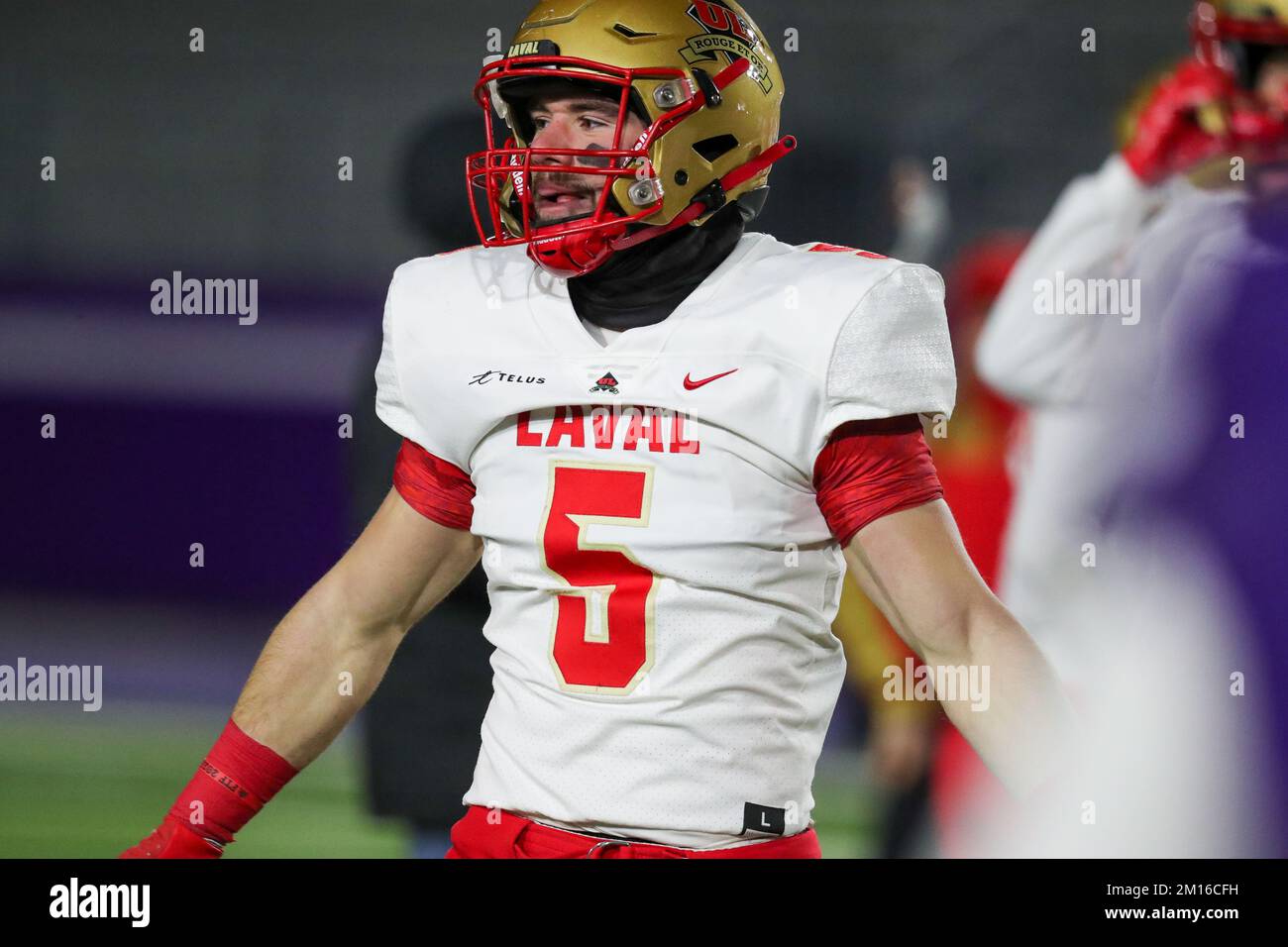 Westerrn mustangs hi-res stock photography and images - Alamy