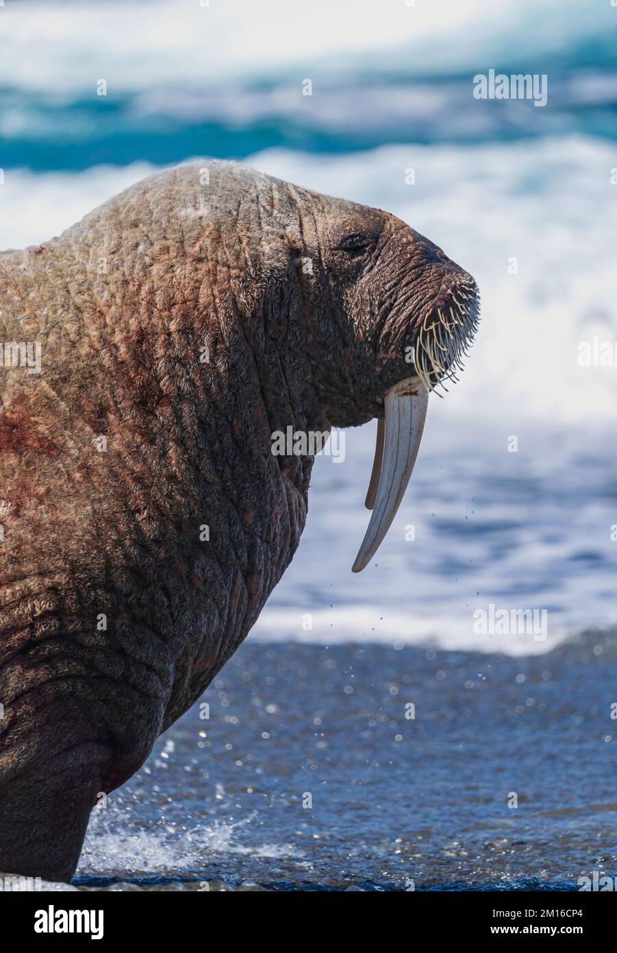 A vertical shot of a walrus (Odobenus rosmarus) on the shore Stock ...