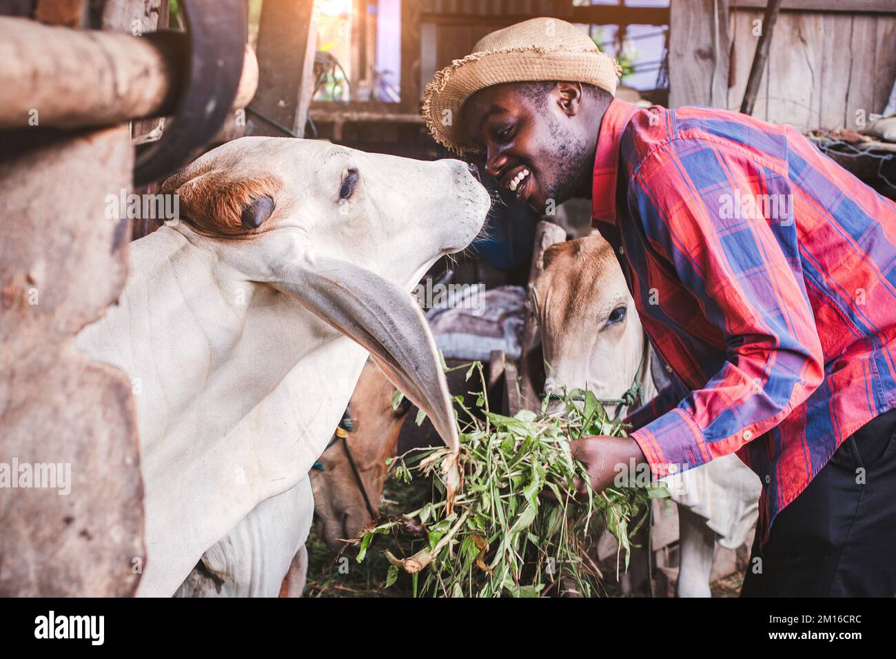 Portrait of African American man cow breeder standing in outdoor ...