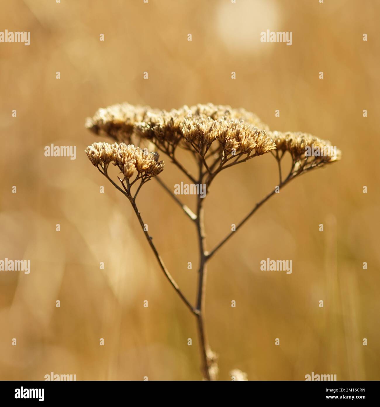 Natural golden background with dry yarrow flowers in autumn field Stock ...