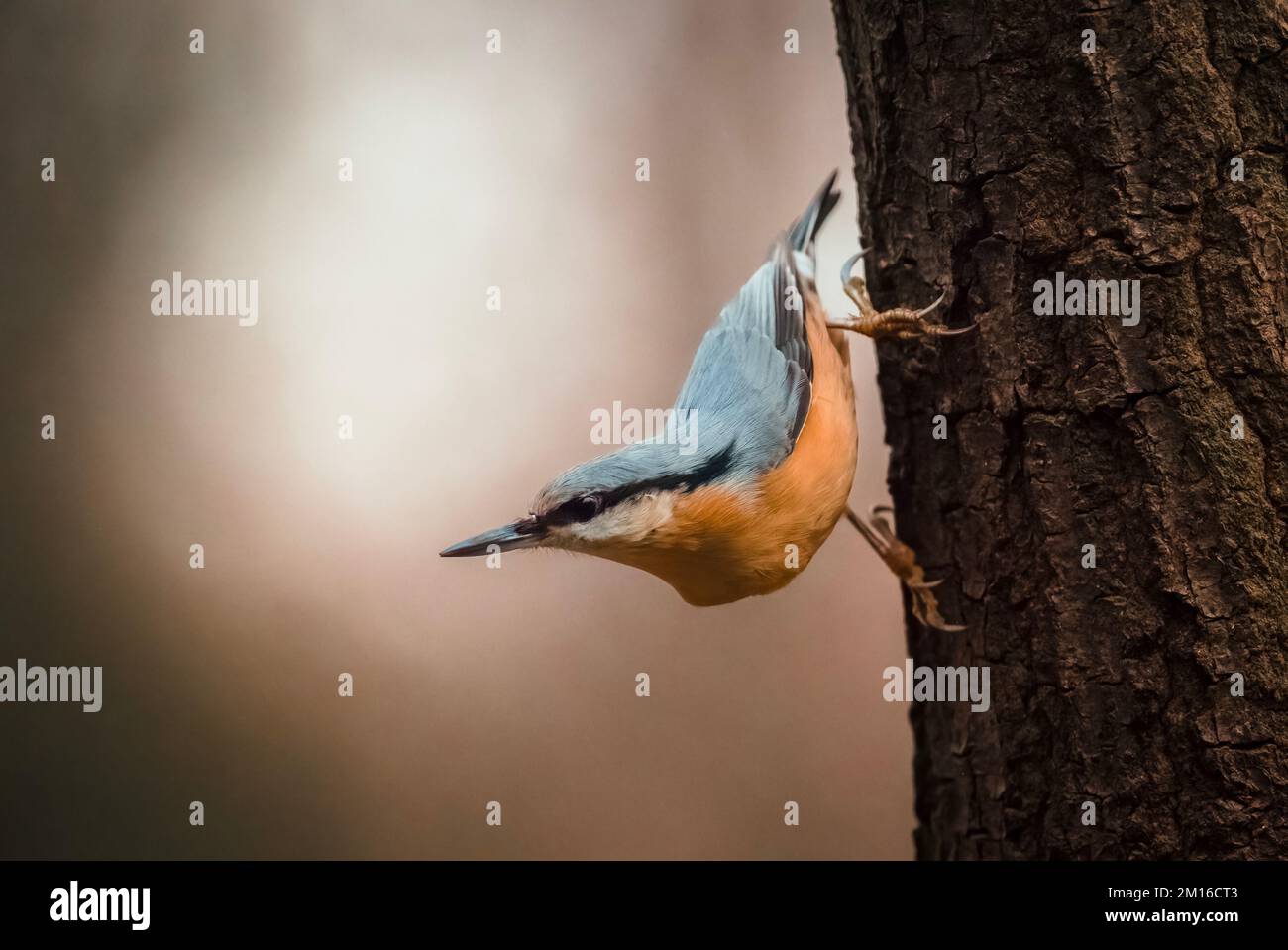 A shallow focus shot of adorable Eurasian nuthatch perched on tree ...