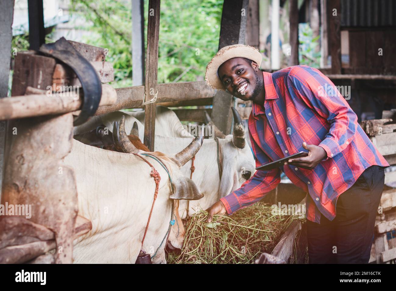 African farmer use tablet for livestock and husbandry control in cattle ...