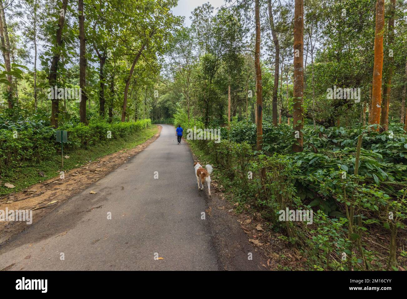A Scenic Road passing through the Coffee Plantations in Coorg (Virajpet ...