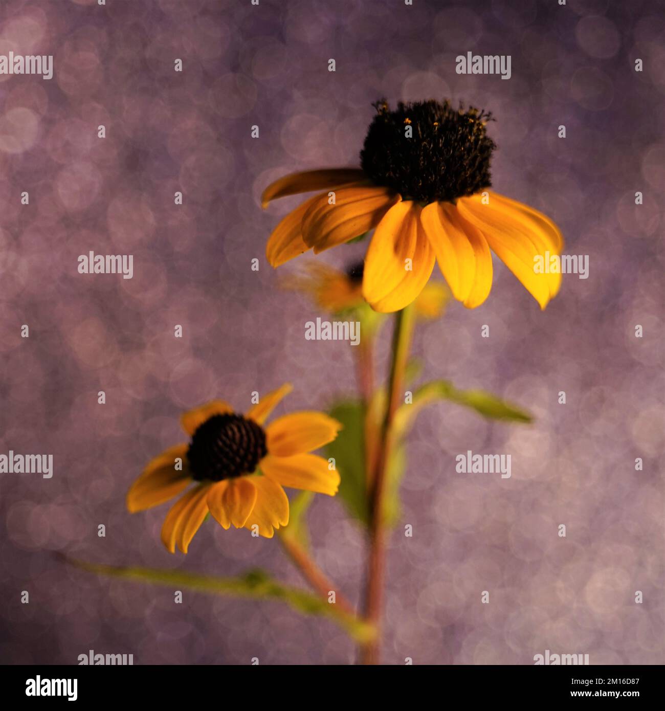 Grey or yellow background hi-res stock photography and images - Alamy