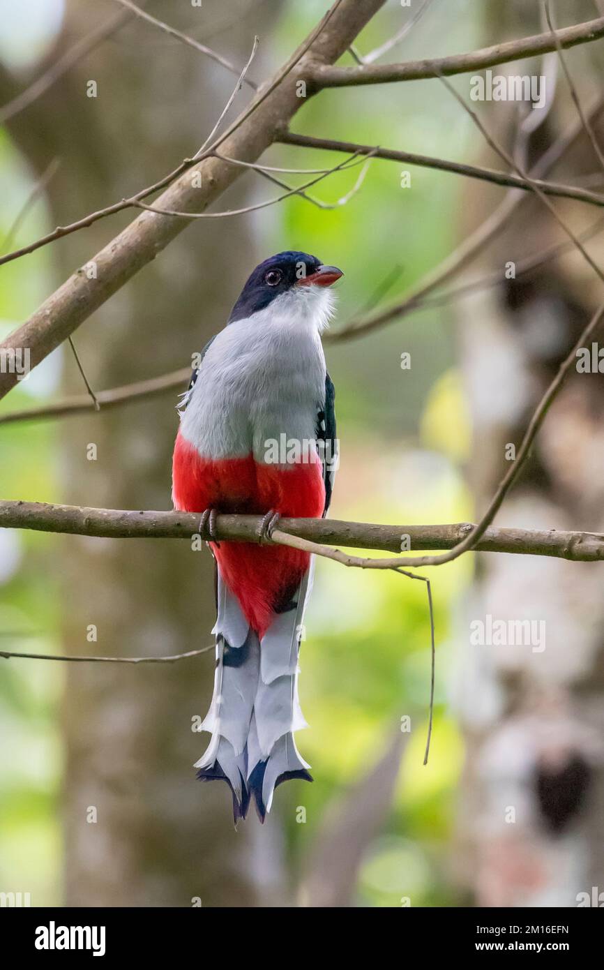 A vertical shot of a cuban trogon bird perched on a tree branch Stock ...