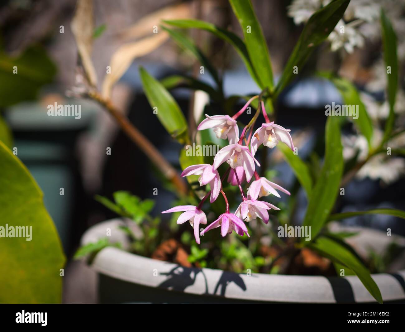 A closeup of small orchids (Dendrobium) under the sunlight Stock Photo ...