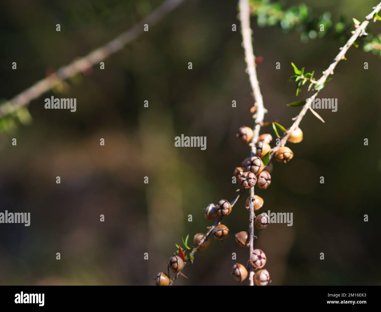 A cross branch filled with many Manuka seed pods Stock Photo - Alamy