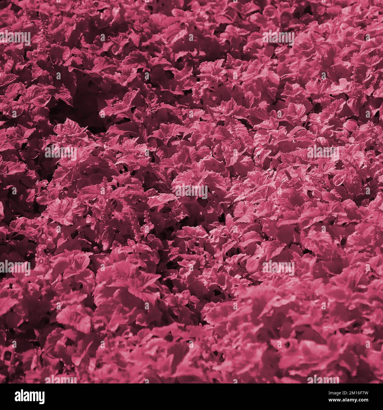 Close up colorful yellow coleus plant in a garden. Top view in sunny ...