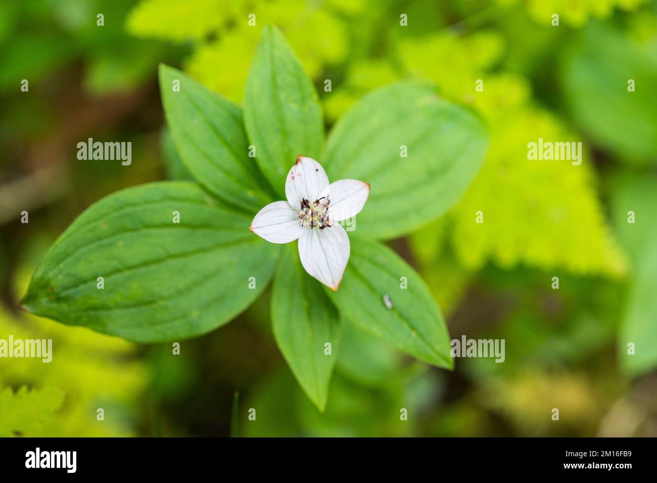 Cornus suecica, the dwarf cornel or bunchberry, is a species of ...