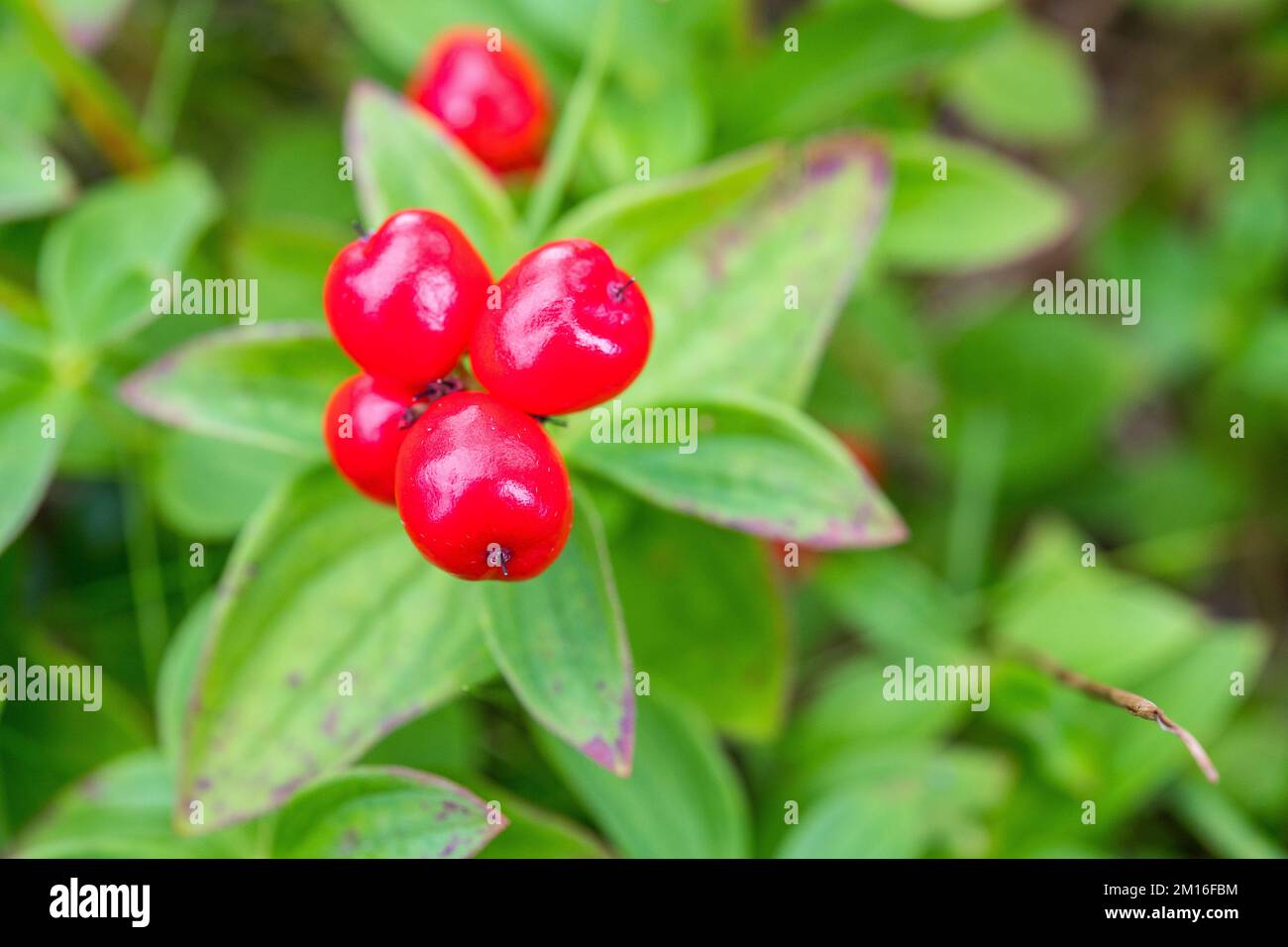 Family cornaceae hi-res stock photography and images - Alamy