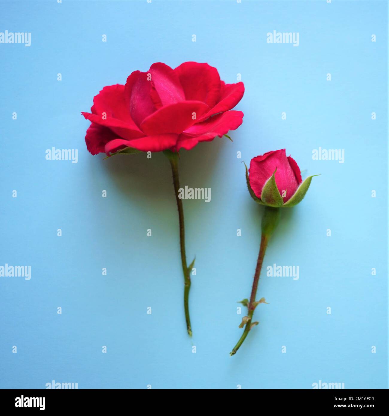 Two magenta pink rose flowers on the blue table, top view, copy space ...