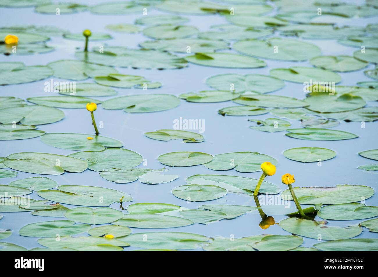 Nuphar lutea, the yellow water-lily, brandy-bottle, or spadderdock, is ...