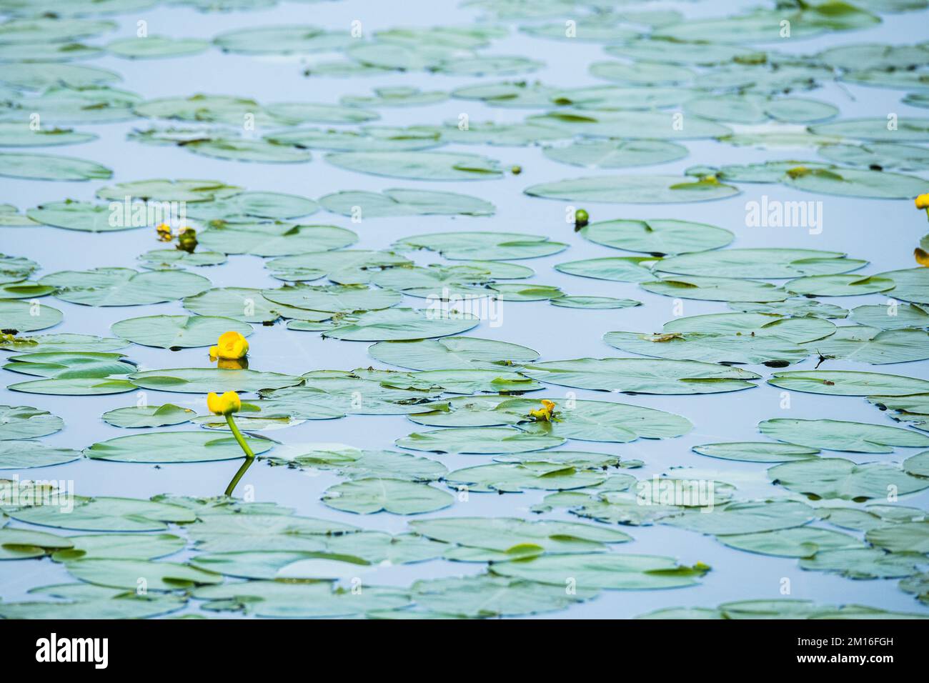Nuphar lutea, the yellow water-lily, brandy-bottle, or spadderdock, is ...