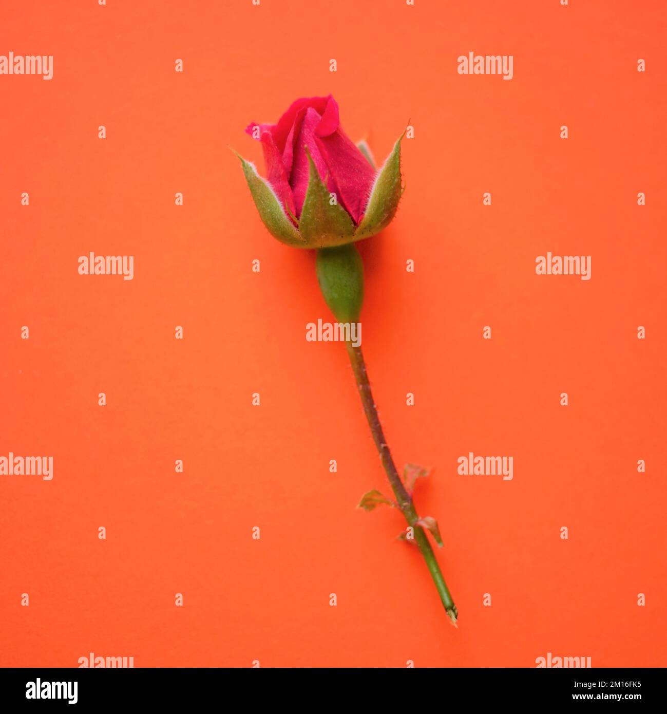 Closed bud magenta rose hi-res stock photography and images - Alamy