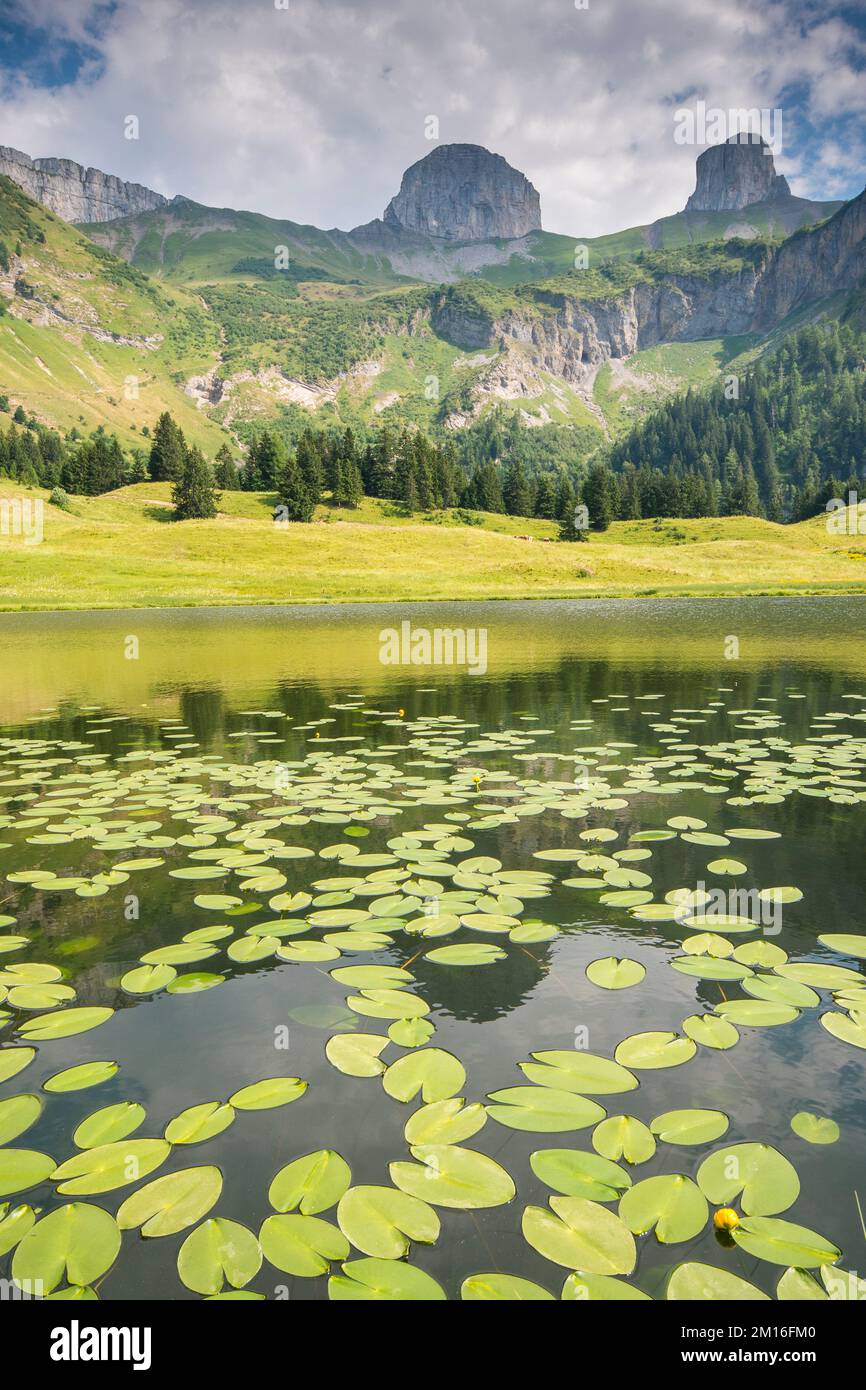 Spadderdock hi-res stock photography and images - Alamy