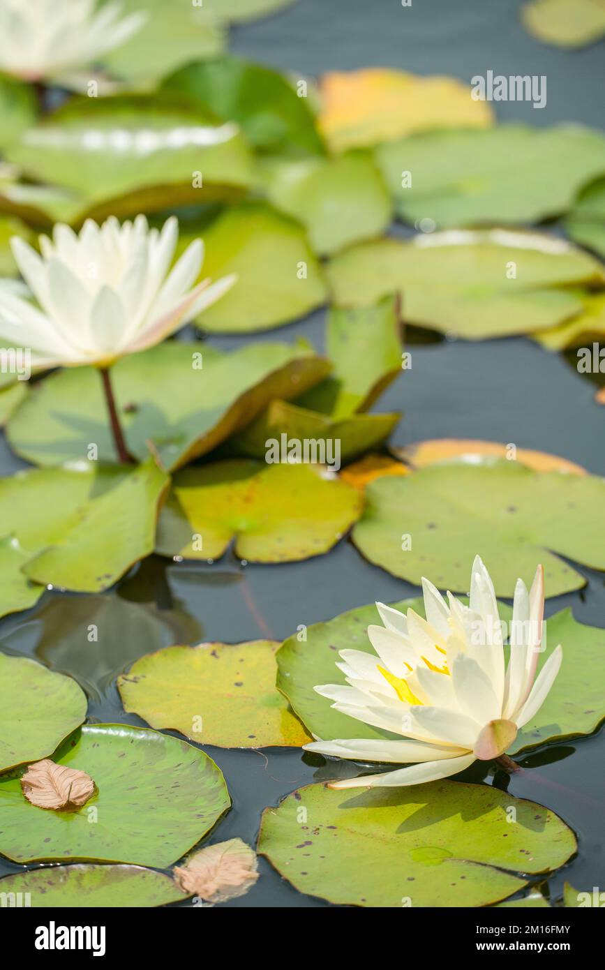 Horticultural variety of beautiful water lily of the genus Nymphaea ...