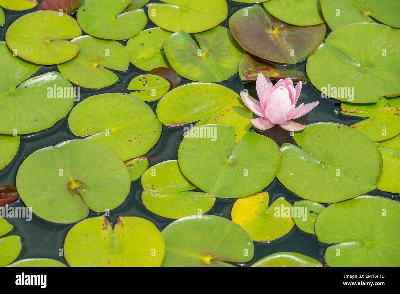 Horticultural variety of beautiful water lily of the genus Nymphaea ...