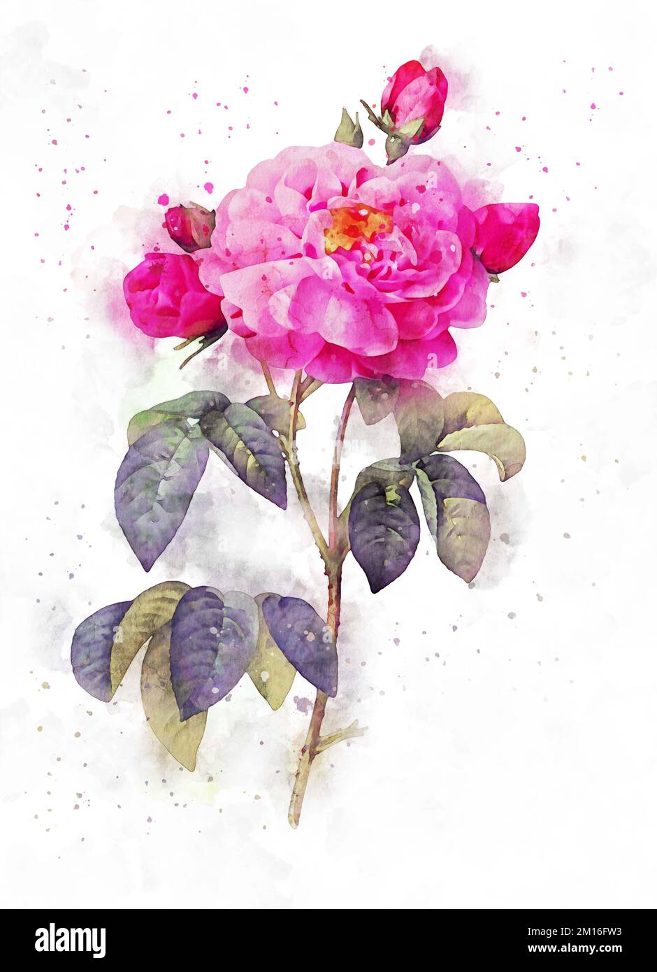 Watercolor Flower Illustration Stock Photo - Alamy
