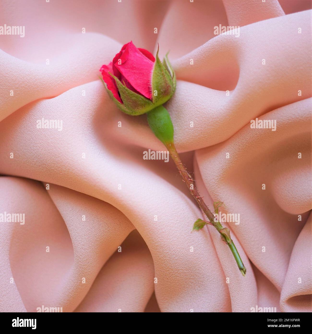 Delicate pattern of creamy flowers hi-res stock photography and images ...