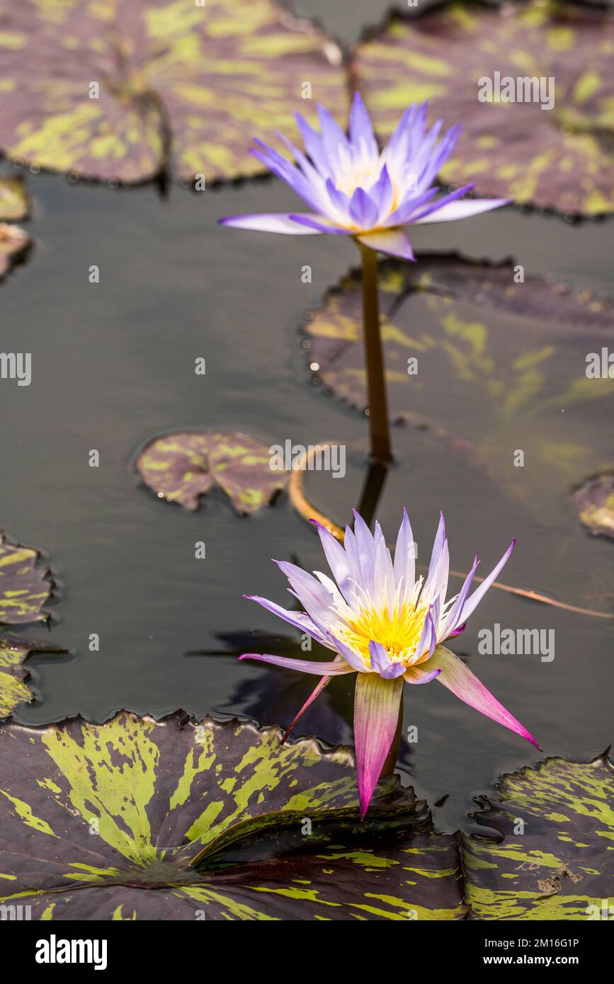 Horticultural variety of beautiful water lily of the genus Nymphaea ...