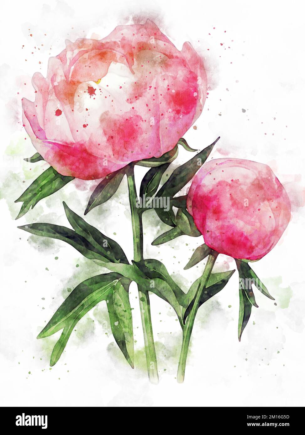 Watercolor Flower Illustration Stock Photo - Alamy