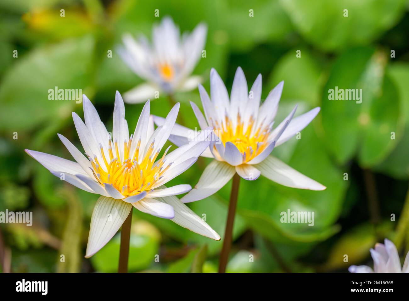 Horticultural variety of beautiful water lily of the genus Nymphaea ...