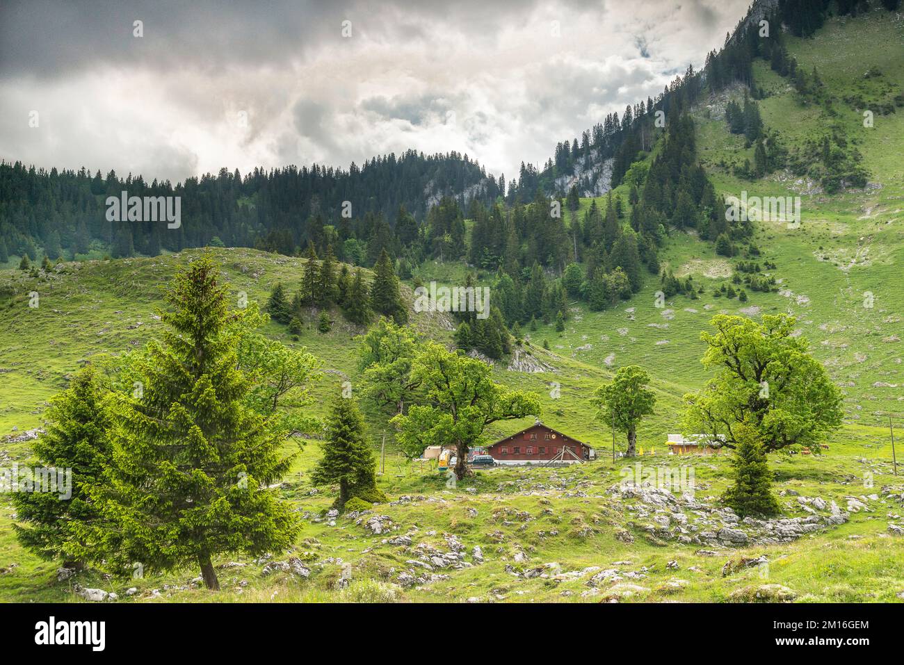 Abies alba, the European silver fir or silver fir, is a fir native to ...