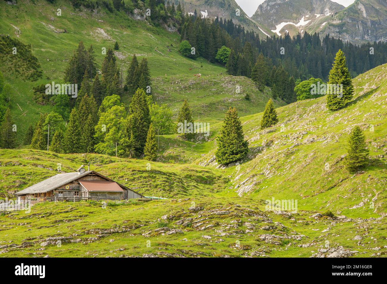 Abies alba, the European silver fir or silver fir, is a fir native to ...