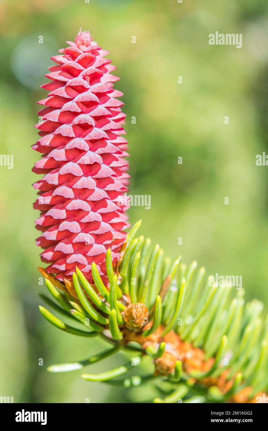 Abies alba, the European silver fir or silver fir, is a fir native to ...
