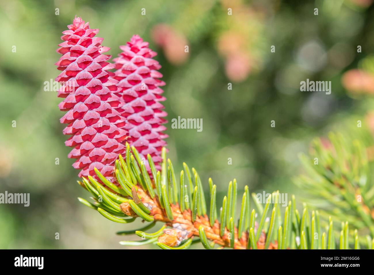 Abies alba, the European silver fir or silver fir, is a fir native to ...