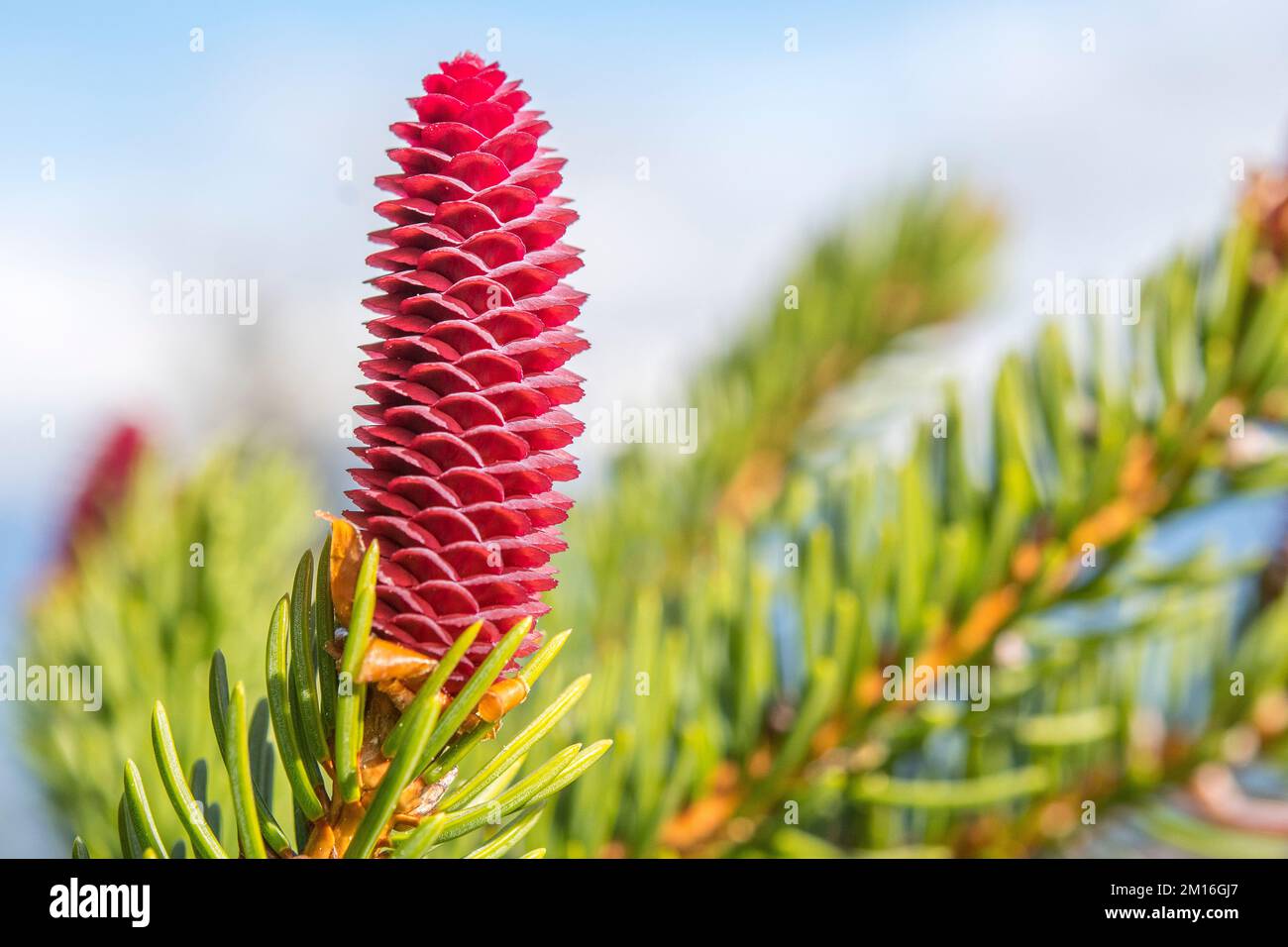 Abies alba, the European silver fir or silver fir, is a fir native to ...
