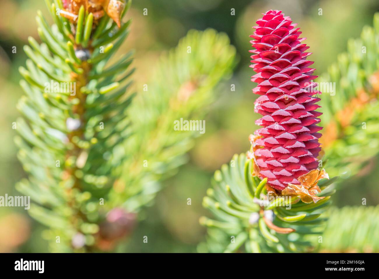 Abies alba, the European silver fir or silver fir, is a fir native to ...