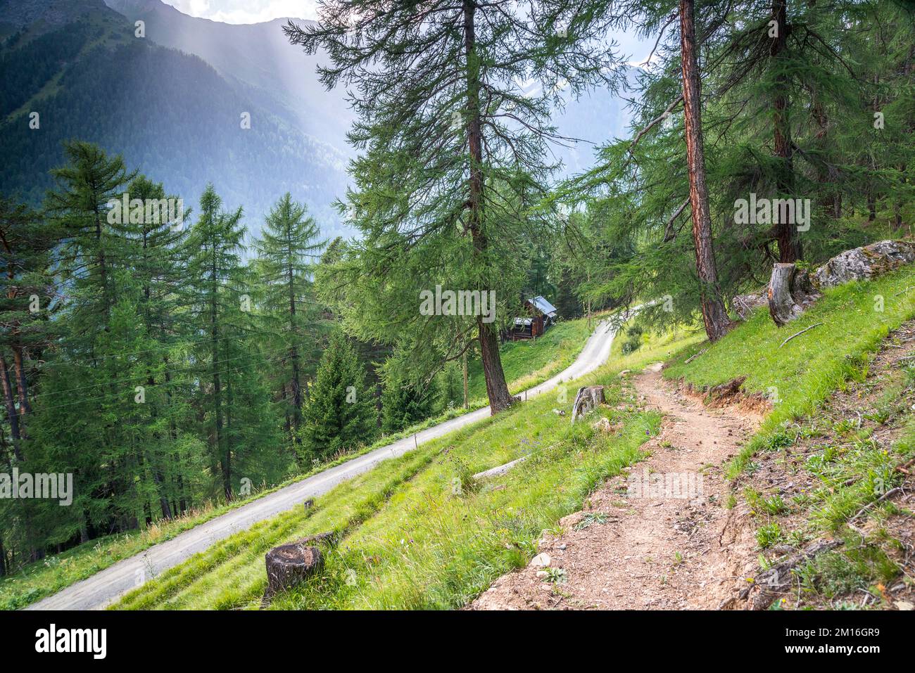 Larix decidua, the European larch, is a species of larch native to the ...