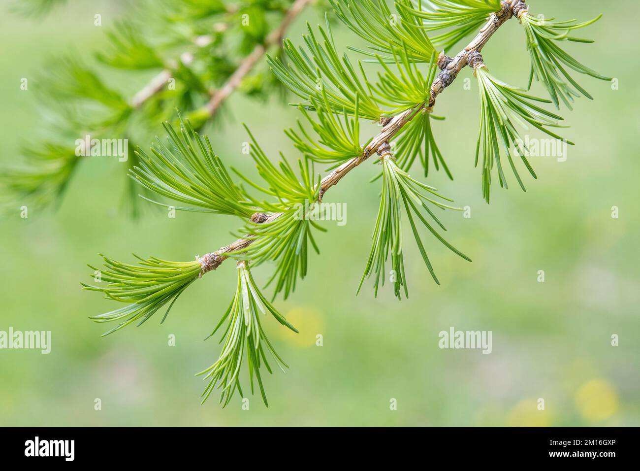 Larix decidua, the European larch, is a species of larch native to the ...