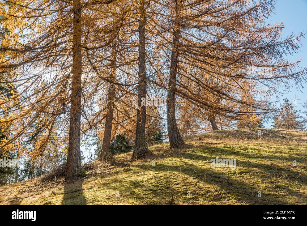 Larix decidua, the European larch, is a species of larch native to the ...