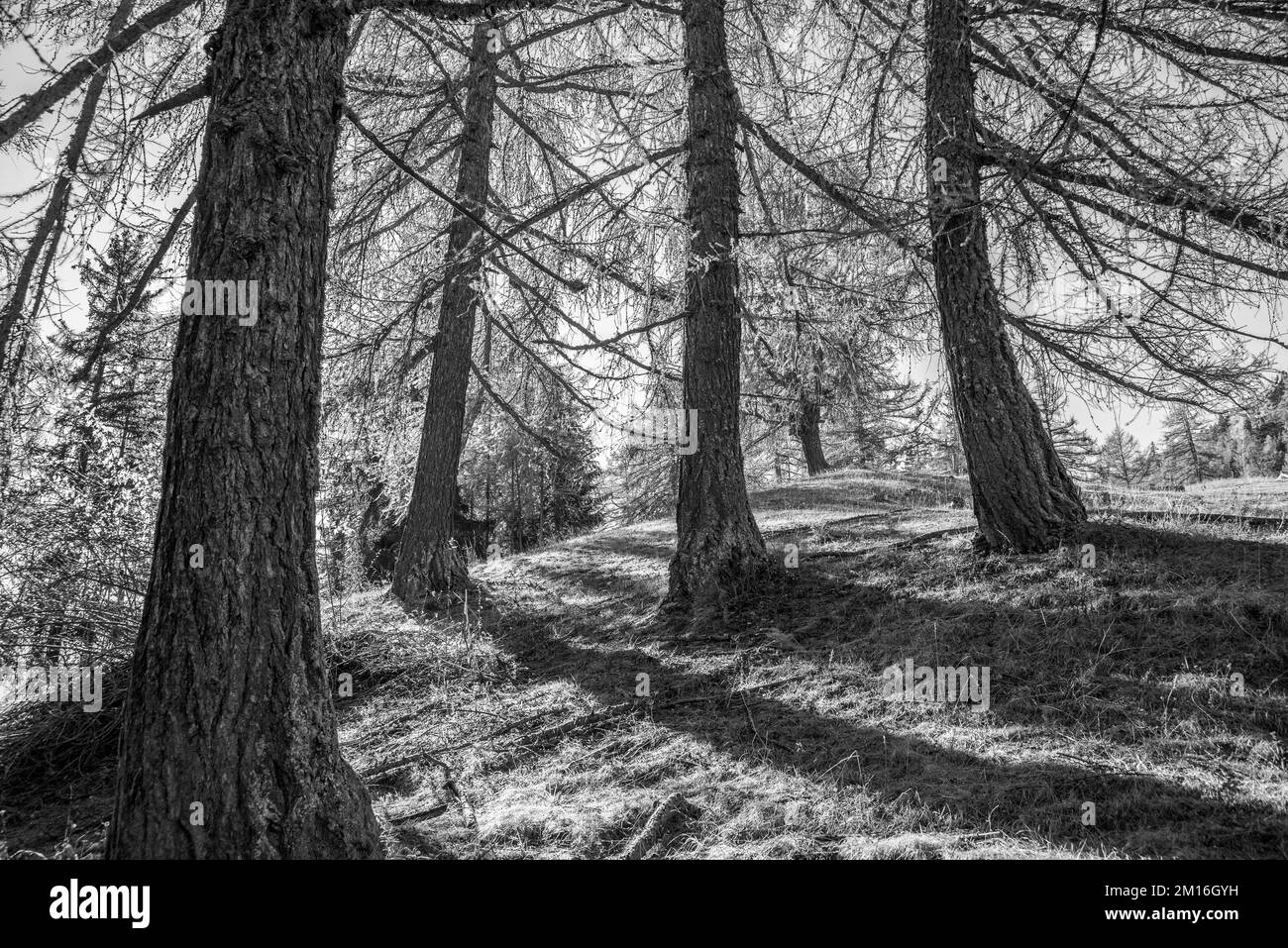 Larix decidua, the European larch, is a species of larch native to the ...