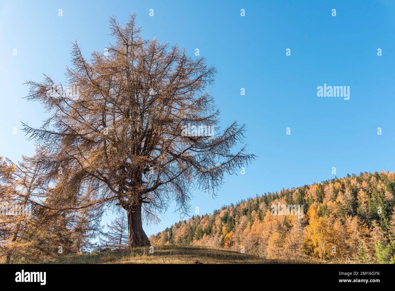 Larix decidua, the European larch, is a species of larch native to the ...