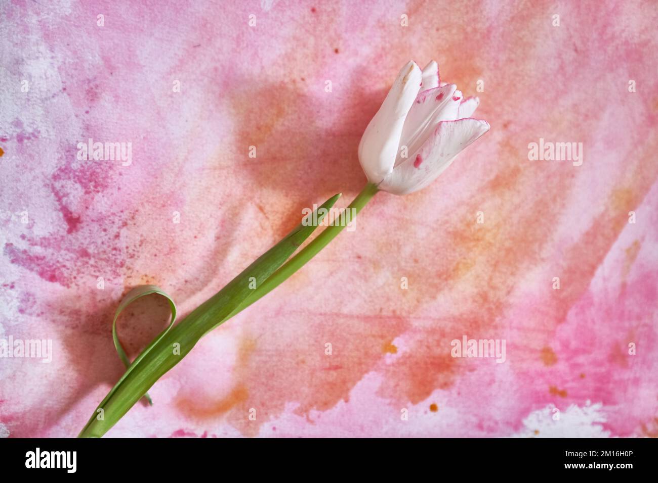 Floral watercolor drawing with a live tulip with copy space. Manual ...