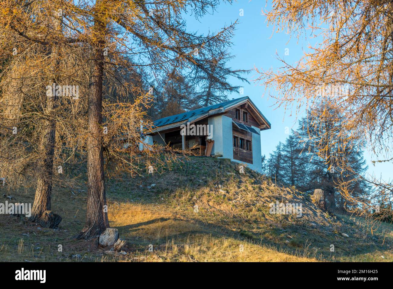 Larix decidua, the European larch, is a species of larch native to the ...