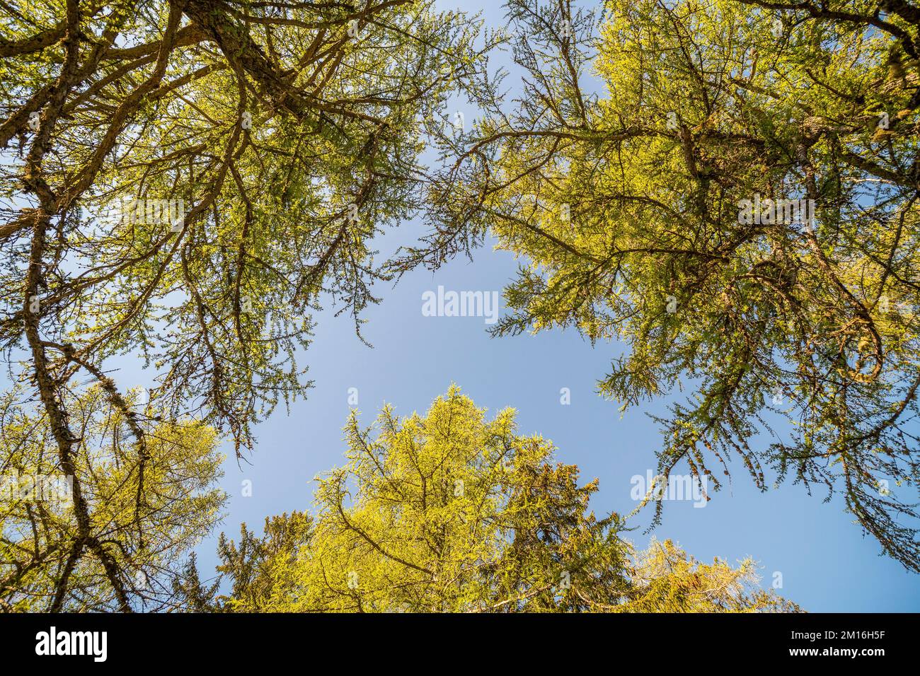 Larix decidua, the European larch, is a species of larch native to the ...