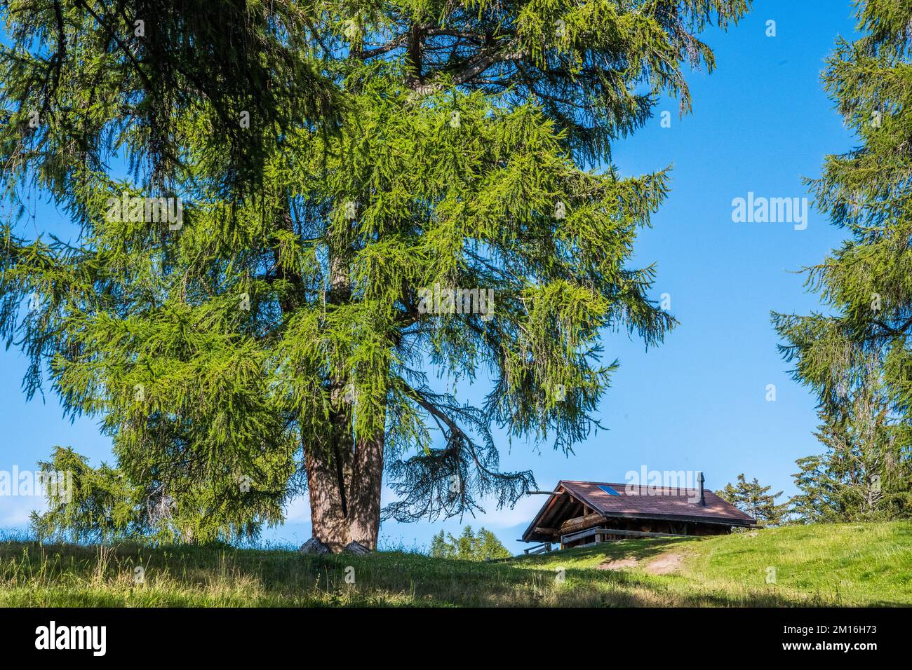 Larix decidua, the European larch, is a species of larch native to the ...