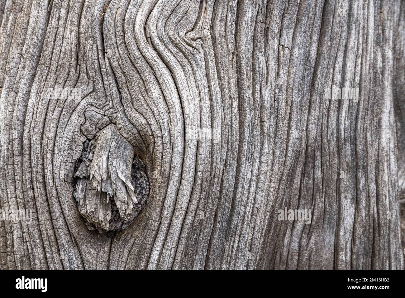 Picea abies, the Norway spruce or European spruce, is a species of ...