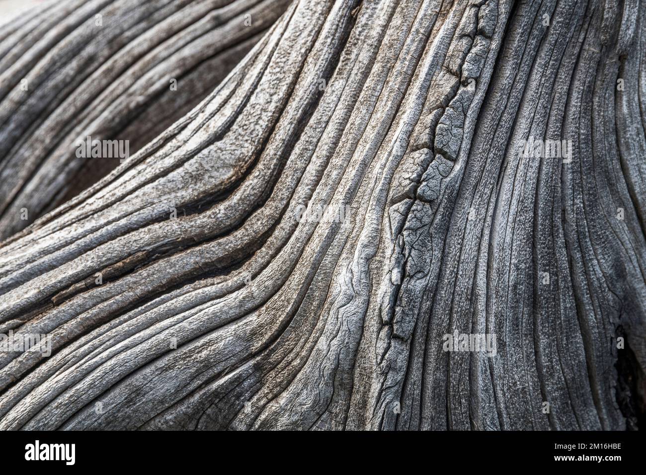 Picea abies, the Norway spruce or European spruce, is a species of ...