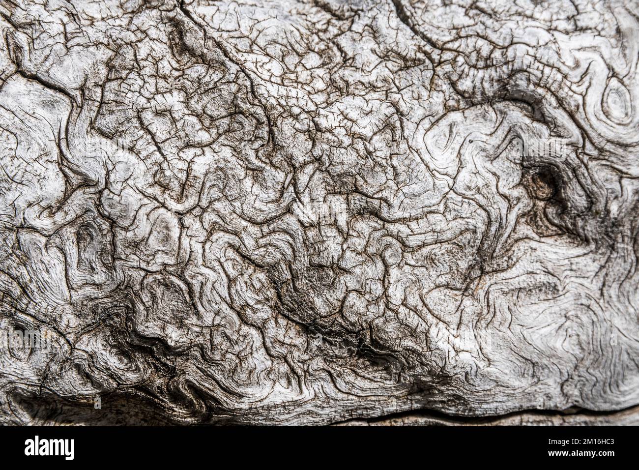 Picea abies, the Norway spruce or European spruce, is a species of ...